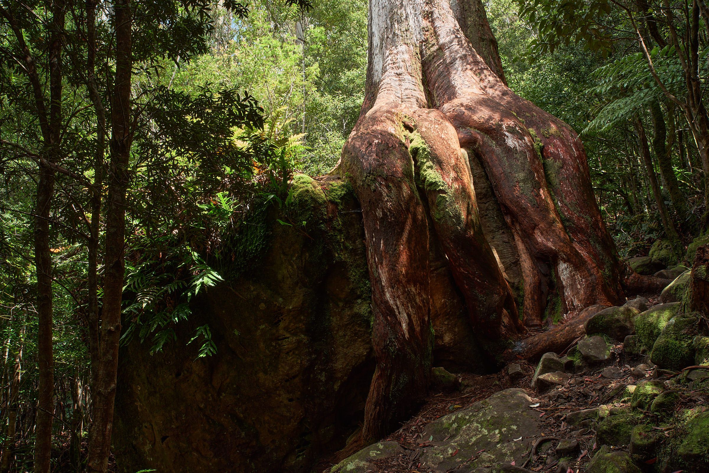 Sphinx Rock and Octopus Tree Loop | Greater Hobart Trails