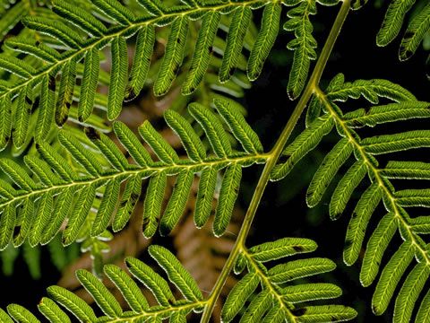Fern Tree to The Springs Loop | Greater Hobart Trails