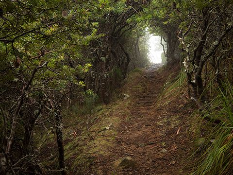 Lenah Valley to the Pinnacle Loop | Greater Hobart Trails